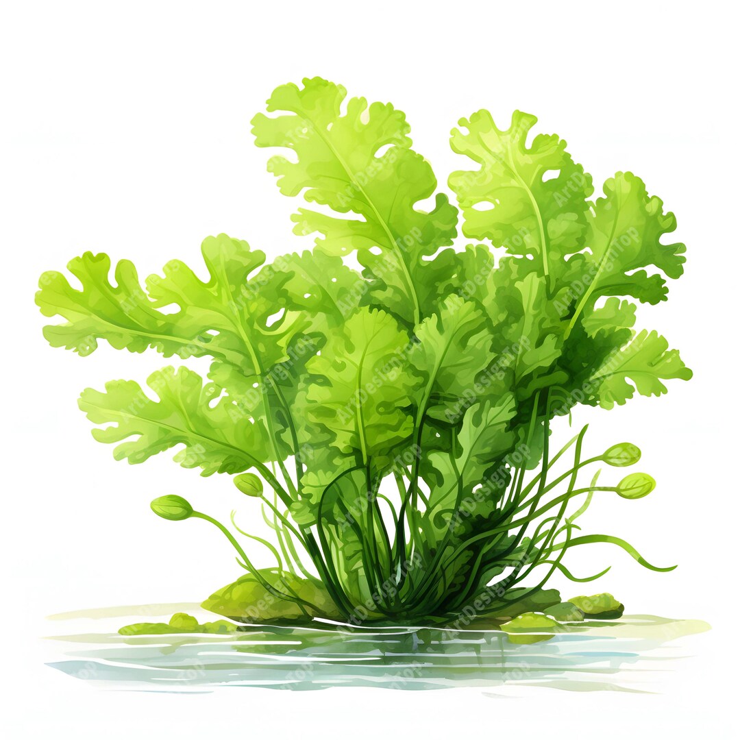 Water Fern Clipart, Ferns Leaves Images, 10 Watercolor Clip Art ...