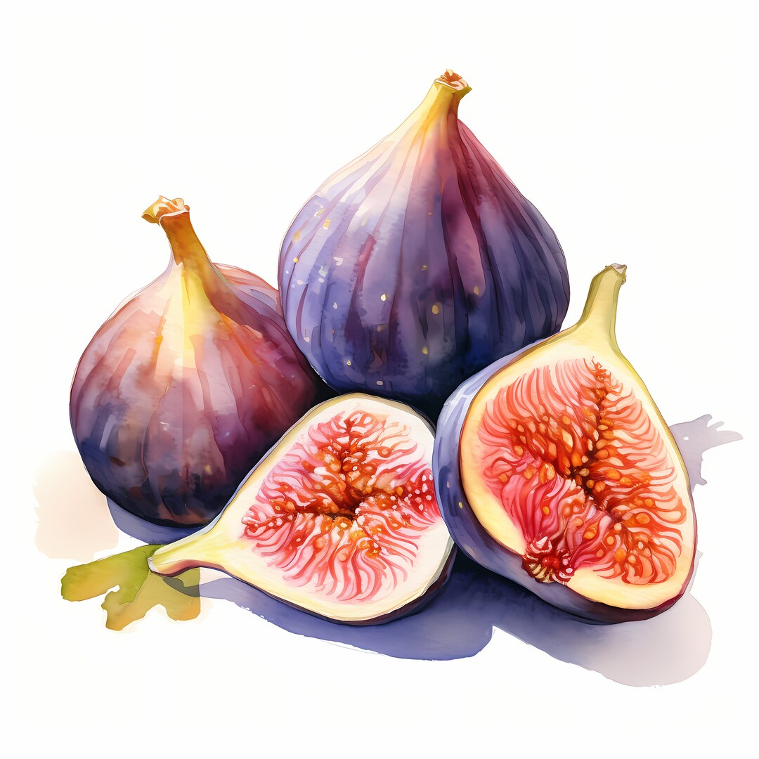 Fig Clipart, Fig Fruit Images, 10 Watercolor Clip Art, Printable Jpgs ...