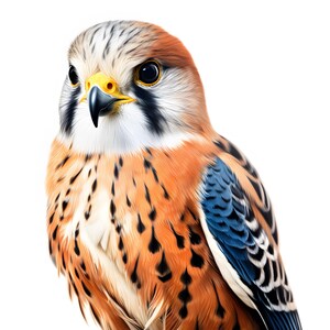 Kestrel Clipart, American Kestrel Images, 10 Watercolor Clip Art ...