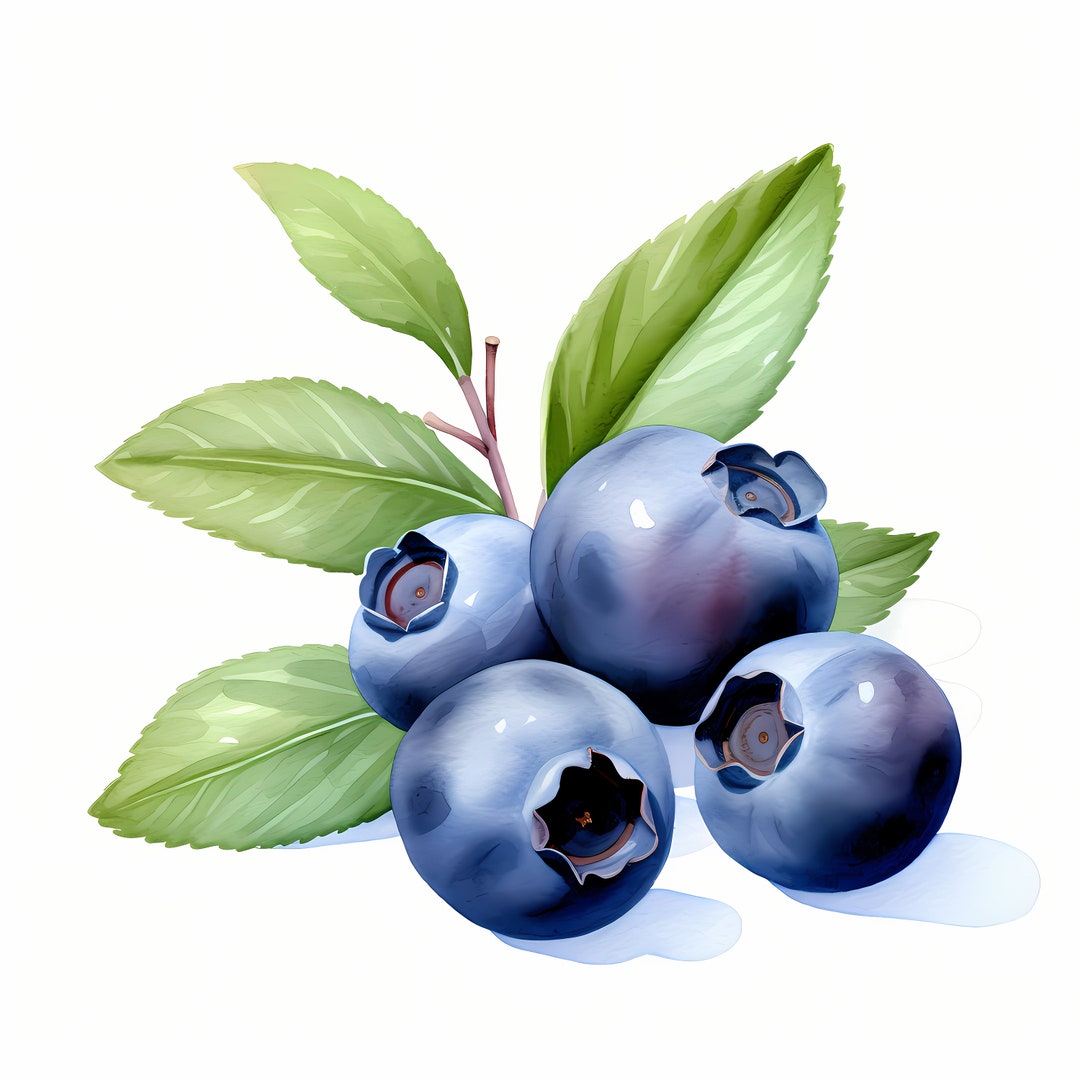 Watercolor Blueberry Clipart: Branch & Berries (jpgs, Commercial Use ...