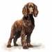 Irish Water Spaniel Clipart, Spaniel Dog Images, 10 Watercolor Clip Art ...