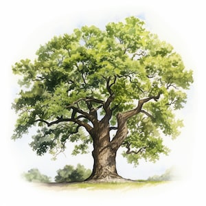 Oak Clipart, Oak Tree Images, 10 Watercolor Clip Art, Printable Jpgs ...