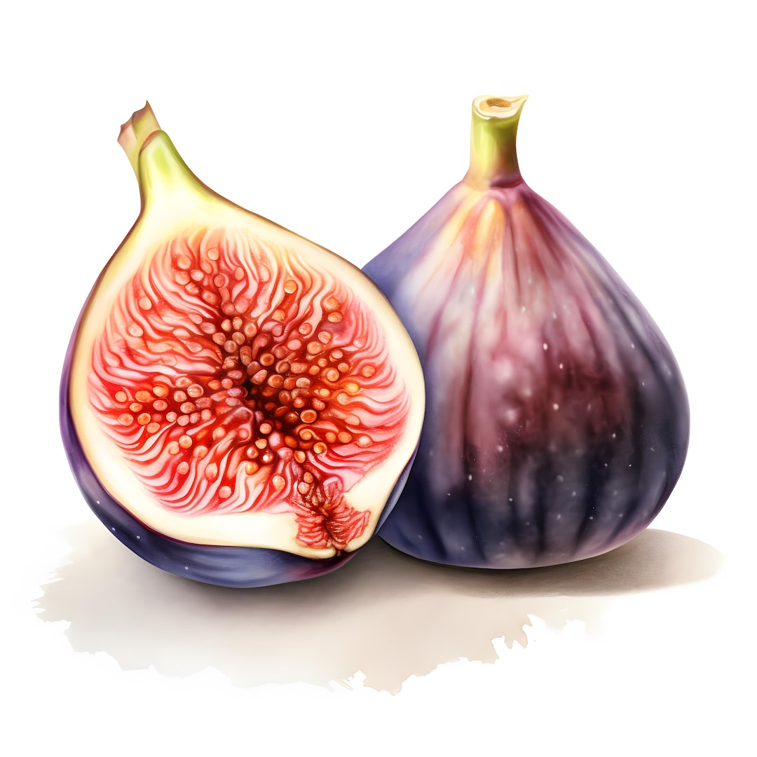 Fig Fruit Clipart, Fig Images, 10 Watercolor Clip Art, Printable Jpgs ...