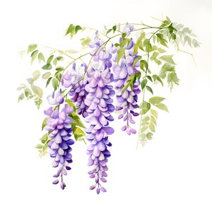 Purple Wisteria Clipart, American Wisteria Images, 10 Watercolor Clip ...