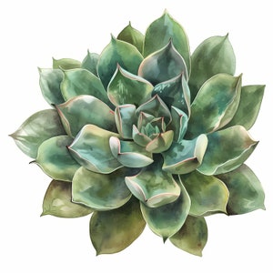 Succulent Clipart, Cactus Succulents Images, 10 Watercolor Clip Art ...