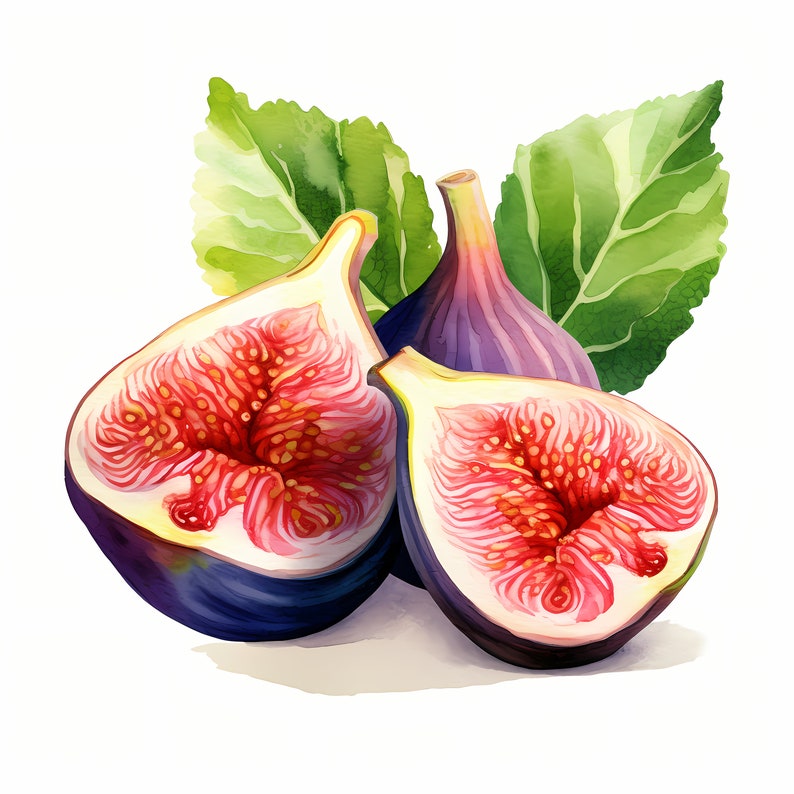 Fig, Fig Fruit, Botanical Fruit Watercolor Clipart Set With 10 JPG ...
