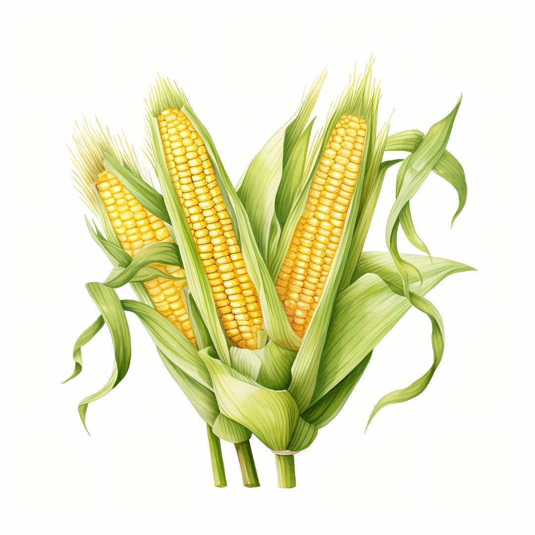 Clipart Pannocchia