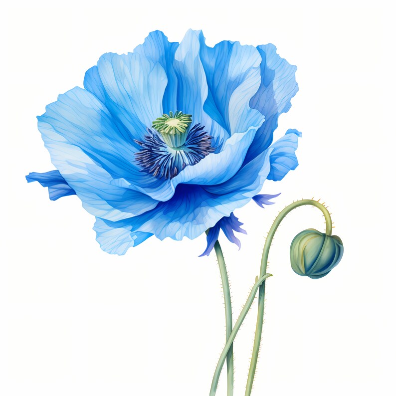 Blue Poppy Clipart, Blue Poppies Images, 10 Watercolor Clip Art ...