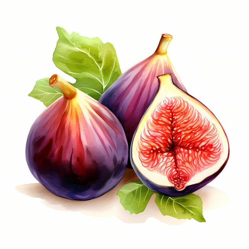 Fig, Fig Fruit, Botanical Fruit Watercolor Clipart Set With 10 JPG ...