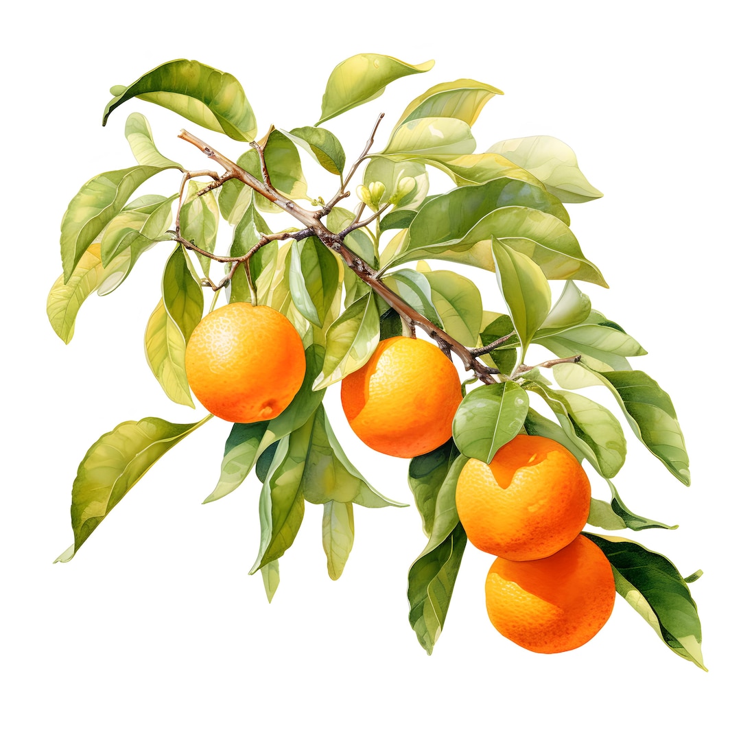 Orange Tree Clipart, Orange Tree Branch Images, 10 Watercolor Clip Art ...