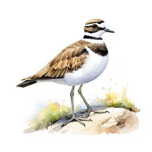 Killdeer Clipart, Killdeer Bird Images, 10 Watercolor Clip Art ...