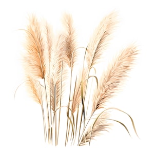Pampas Grass Clipart, Boho Floral Images, 10 Watercolor Clip Art ...