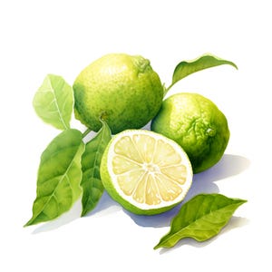 Bergamot Clipart, Citrus Fruits Images, 10 Watercolor Clip Art ...
