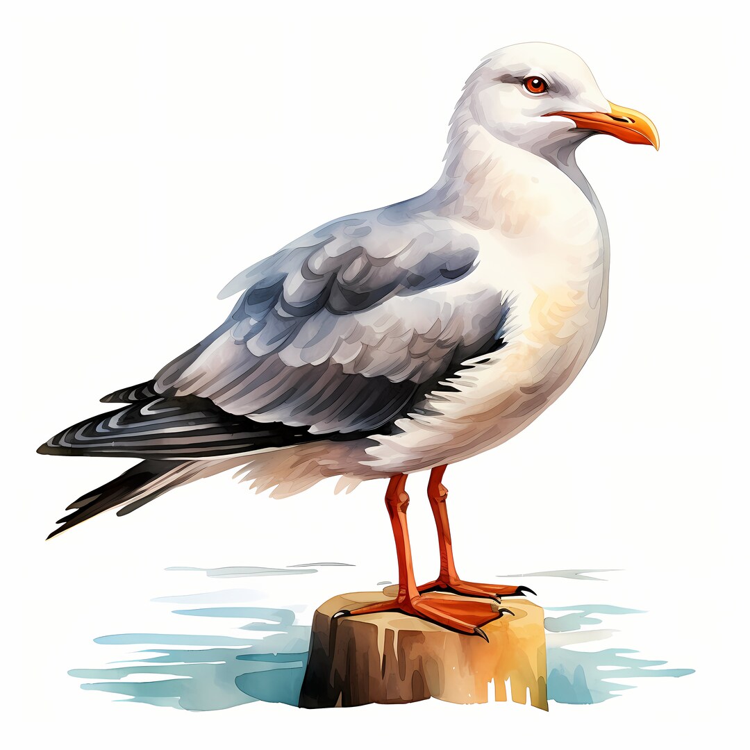 Seagull Clipart, Sea Gull Images, 10 Watercolor Clip Art, Printable ...