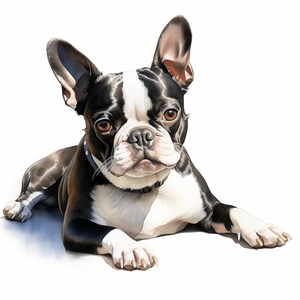 Boston Terrier Clipart, Boston Terrier Dog Images, 10 Watercolor Clip ...