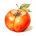 Watercolor Persimmon Clipart: Fruit Images for Crafts (jpgs) - Etsy