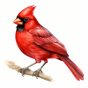 Red Cardinal Clipart, Cardinal Bird Images, 10 Watercolor Clip Art ...