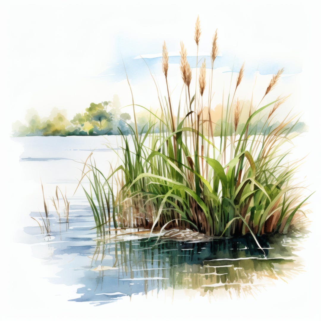 River Reeds Clipart, Waterside Plant Images, 10 Watercolor Clip Art ...