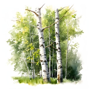 Watercolor Birch Forest Clipart: Printable JPG Images (commercial Use ...