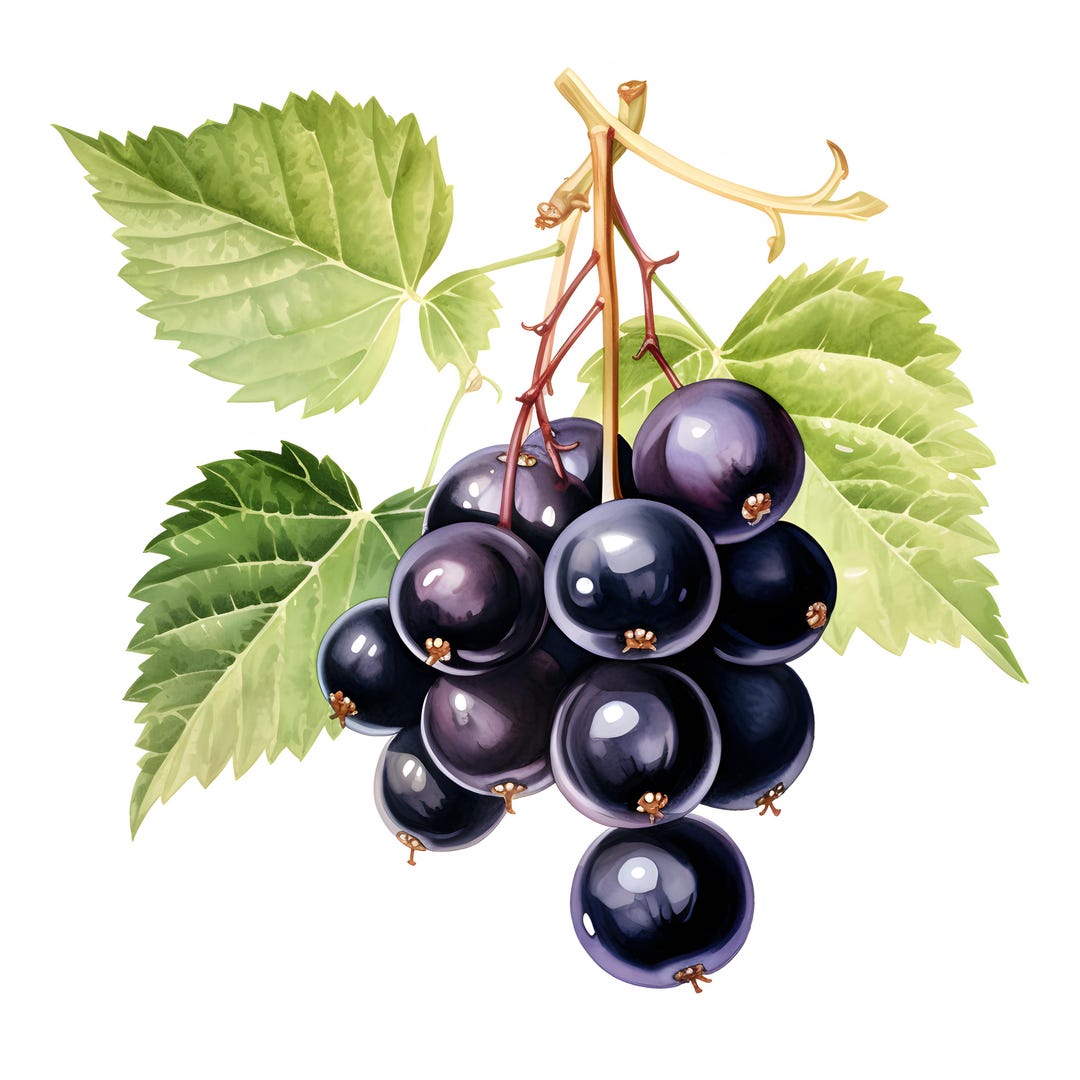 Blackcurrant Clipart, Blackberry Fruit Images, 10 Watercolor Clip Art ...