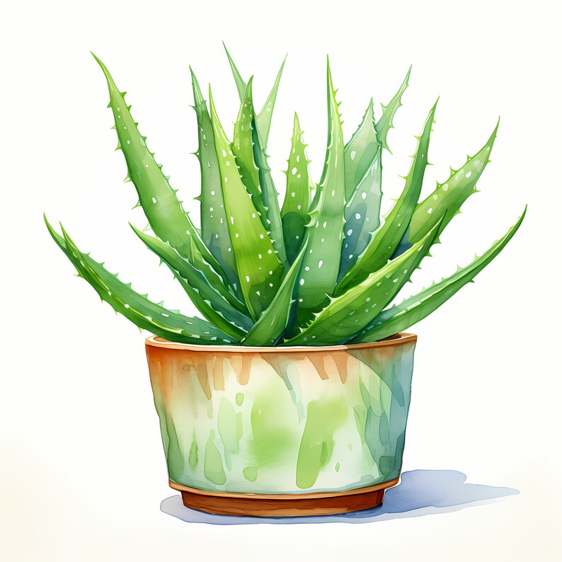 Aloe Vera Clipart, Aloe Vera in Pot Images, 10 Watercolor Clip Art ...