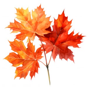 Autumn Leaves Clipart, Fall Leaves Images, 10 Watercolor Clip Art ...