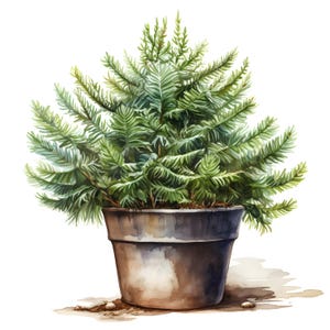 Potted Christmas Tree Clipart, Tree in Pot Images, 10 Watercolor Clip ...
