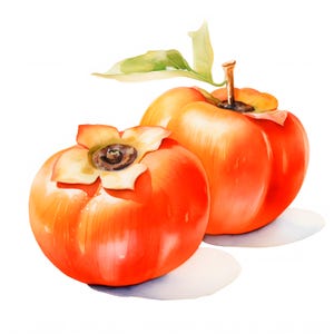 Persimmon Clipart, Fruit Images, 10 Watercolor Clip Art, Printable Jpgs ...