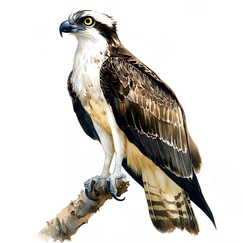 Osprey Clipart, Majestic Osprey Images, 10 Watercolor Clip Art ...