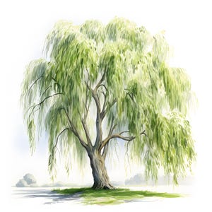 Willow Tree Clipart, Fuzzy Willow Tree Images, 10 Watercolor Clip Art ...