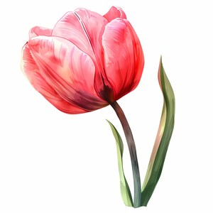 Pink Tulip Watercolor Clipart: 10 JPG Images (commercial Use) - Etsy