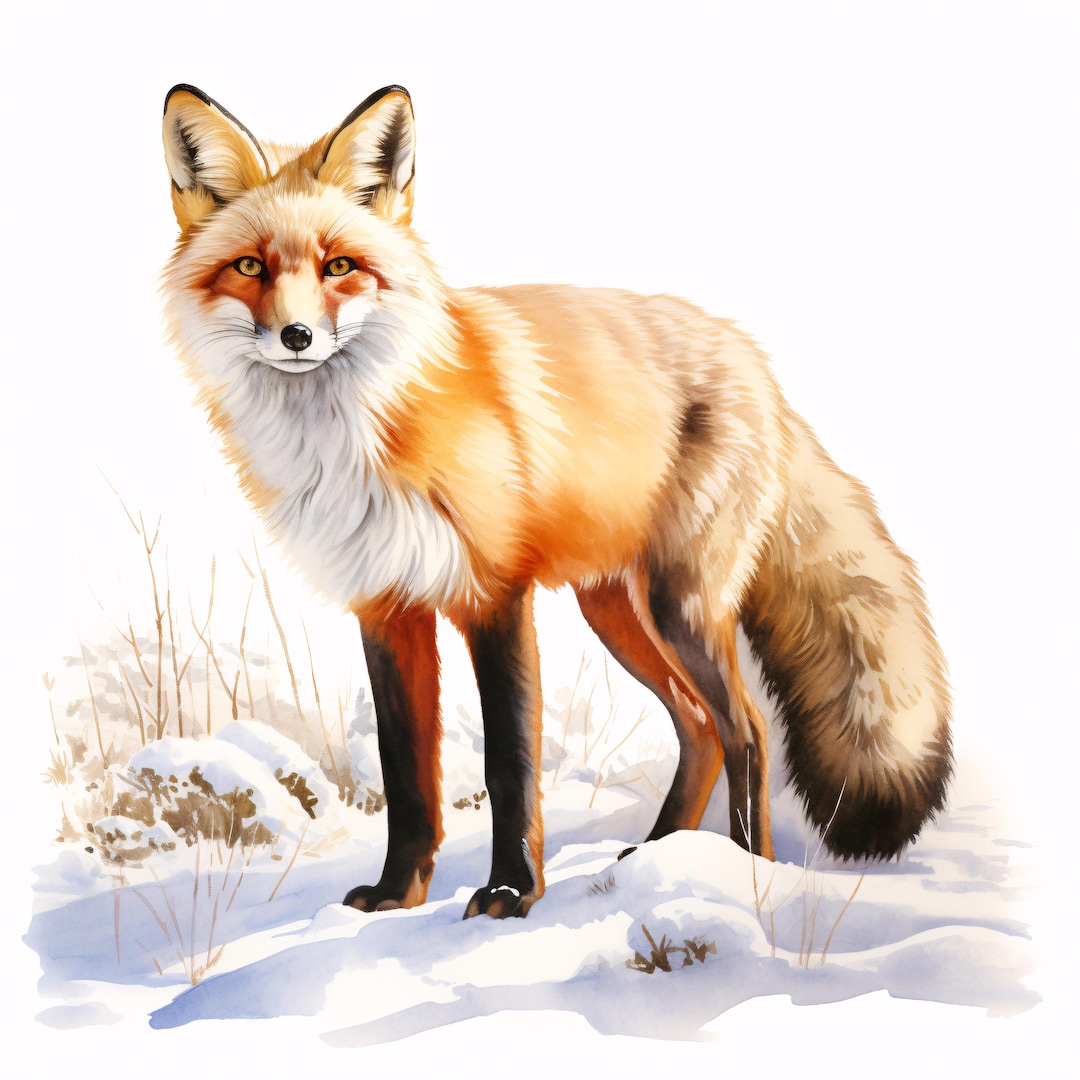 Winter Fox Clipart, Snow Forest Animal Images, 10 Watercolor Clip Art ...