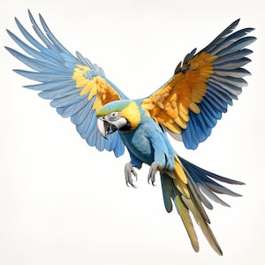 Macaw Clipart, Macaw Parrot Images, 10 Watercolor Clip Art, Printable ...