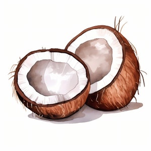 Watercolor Coconut Clipart: Tropical Fruit JPG Images (digital Download ...