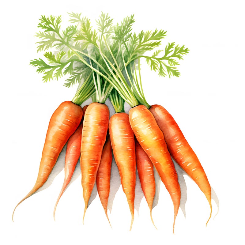 Watercolor Carrots - Etsy