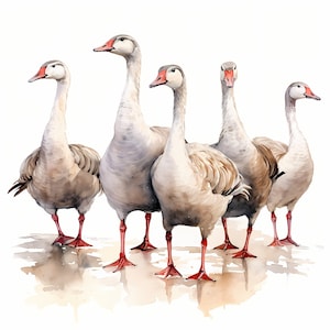 Watercolor Geese Clipart: Farm Animal Art (JPG Digital Download) - Etsy