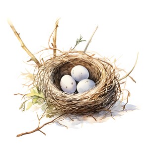 Bird Nest Clipart, Eggs in Nest Images, 10 Watercolor Clip Art ...