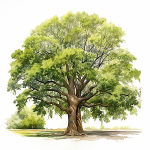 Oak Clipart, Oak Tree Images, 10 Watercolor Clip Art, Printable Jpgs ...