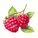 Raspberry Fruit Clipart, Raspberries Images, 10 Watercolor Clip Art ...