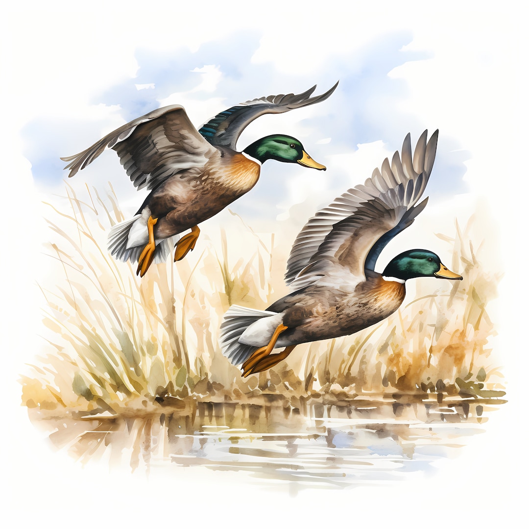 Flying Ducks Clipart, Farm Ducks Images, 10 Watercolor Clip Art ...