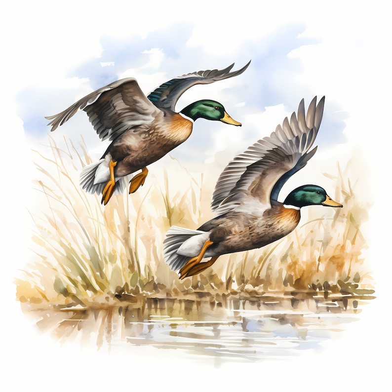 Flying Ducks Clipart, Farm Ducks Images, 10 Watercolor Clip Art ...