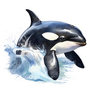 Killer Whale Clipart, Orca Images, 10 Watercolor Clip Art, Printable ...