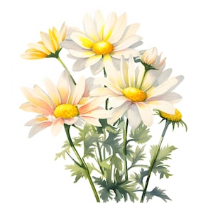 Watercolor Daisy Clipart: Spring Wildflower Images (jpgs, Commercial ...