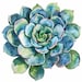 Succulent Clipart, Cactus Succulents Images, 10 Watercolor Clip Art ...
