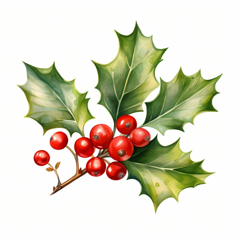 Watercolor Holly Berries Clipart: Christmas Images (jpgs, Instant ...