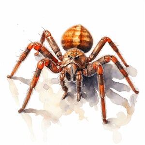 Spider Clipart, Arachnid Bugs Images, 10 Watercolor Clip Art, Printable ...