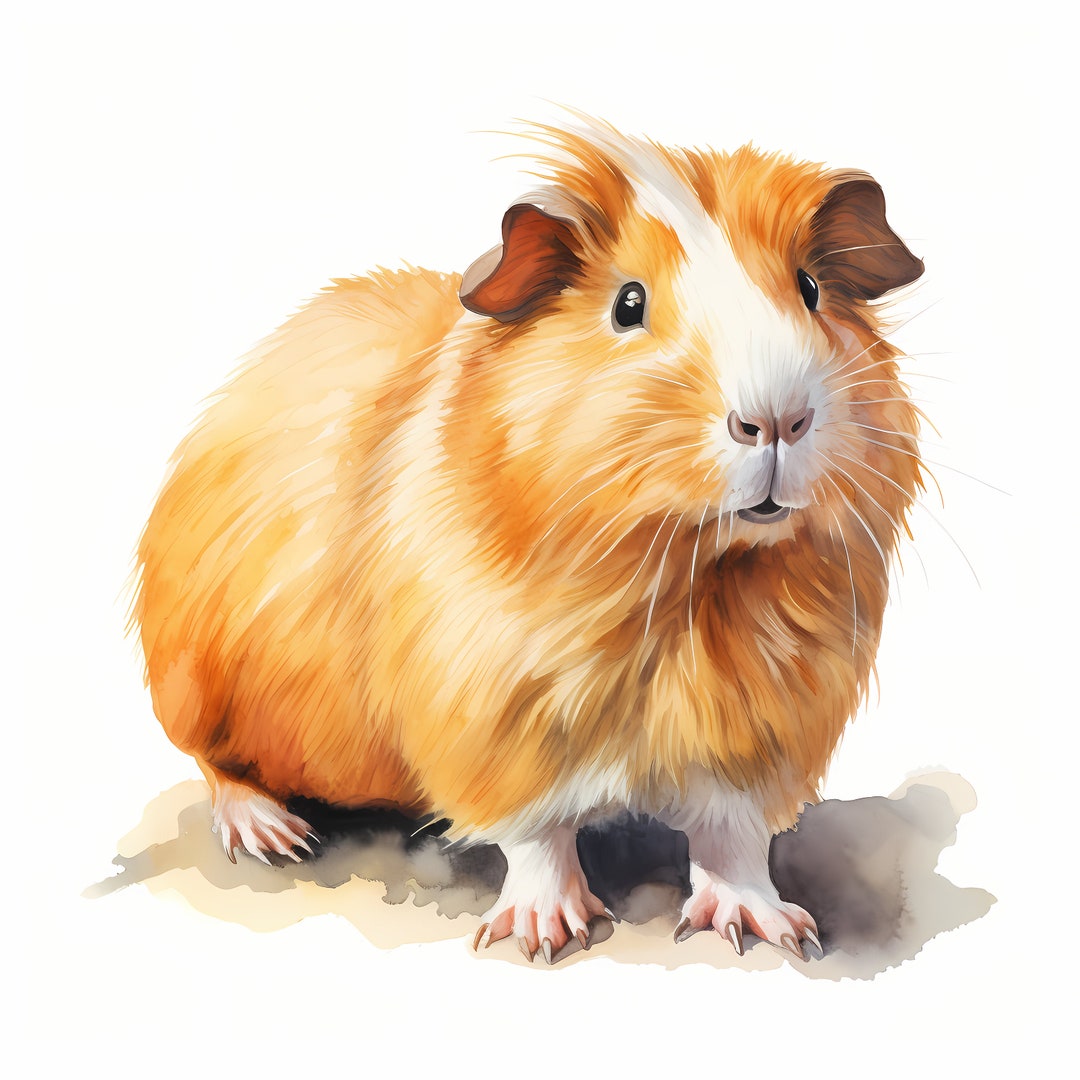 Guinea Pig Clipart, Pet Images, 10 Watercolor Clip Art, Printable Jpgs ...