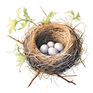 Bird Nest Clipart, Eggs in Nest Images, 10 Watercolor Clip Art ...