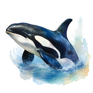 Killer Whale Clipart, Orca Images, 10 Watercolor Clip Art, Printable ...