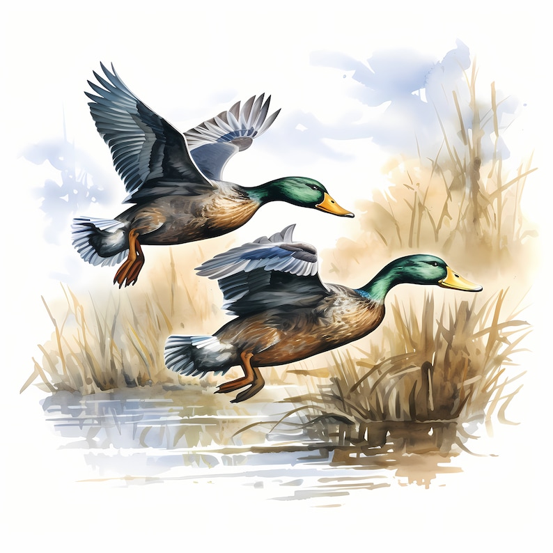 Watercolor Flying Ducks Clipart: Farm Images (jpgs, Instant Download ...